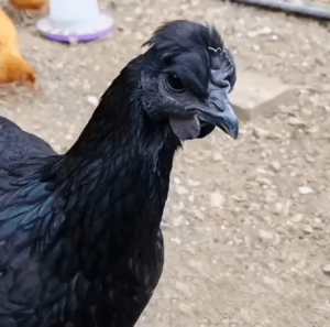 8 Beautiful Black Chicken Breeds (With Pictures) | Chicken Fans