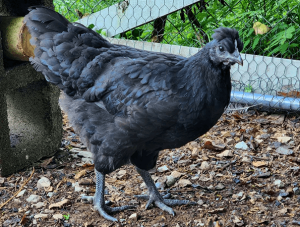 Mystic Onyx Chicken: Complete Guide | Chicken Fans