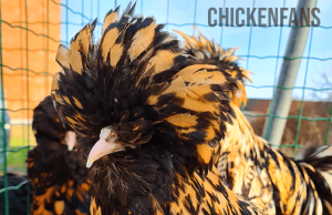 Polish Chicken: Things To Know Before You Buy | Chicken Fans