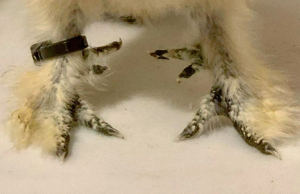 Buff Silkie: All You Need To Know | Chicken Fans