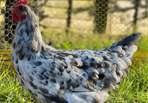 Isbar Chicken (Silverudd Blå): Complete Breed Profile | Chicken Fans