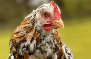 Breeds | Chicken Fans