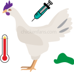 Chicken Health | Eggcellent Guides