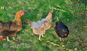 Free Chicken Saddle Pattern for Regular-Sized Hens (Printable PDF ...