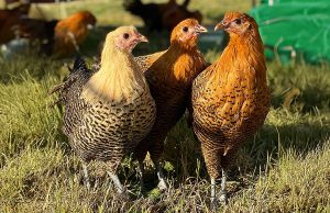 Deathlayer Chicken: Breed Profile | Chicken Fans