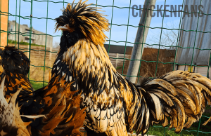 Polish Chicken: Things To Know Before You Buy | Chicken Fans