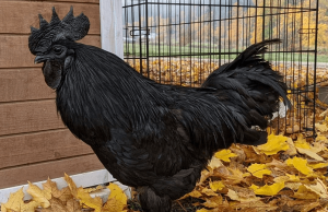 A Guide To The World's Most Expensive Chicken Breeds (And Their Cheap ...