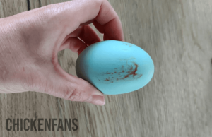 Prolapsed Vent In Chickens: Causes & Treatment | Chicken Fans