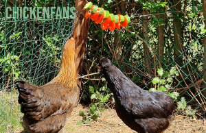 SOS Broody Hen: 8 Ways To Stop Broodiness In Chickens | Chicken Fans