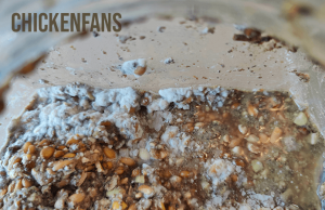 5 Easy Steps To Ferment Chicken Feed | Chicken Fans