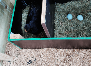 SOS Broody Hen: 8 Ways To Stop Broodiness In Chickens | Chicken Fans