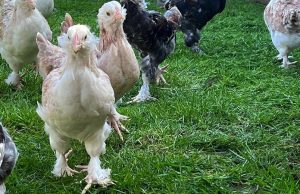 5 Great Egg-Layers With Fluffy Feathered Feet | Chicken Fans