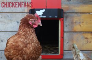 Run Chicken Automatic Coop Door Review (2025) | Chicken Fans