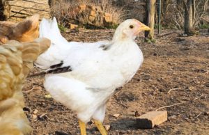 Breeds | Chicken Fans