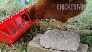 Calcium for Chickens: Best Supplements, Optimal Values & Calcium ...