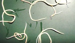 Worms in Chickens: How to Identify, Treat & Prevent Worms (2025 ...