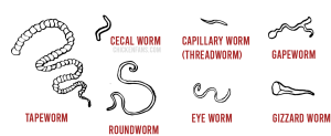 Worms in Chickens: How to Identify, Treat & Prevent Worms (2025 ...