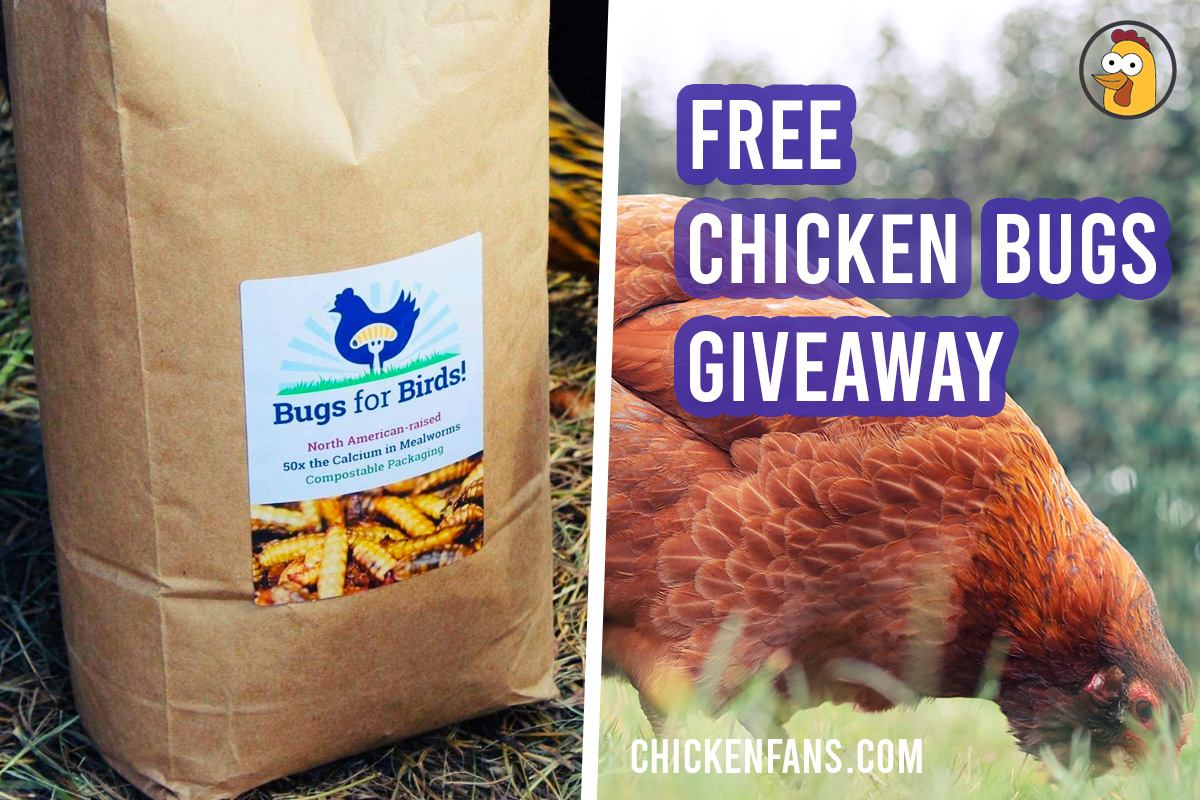 Chicken Fans Giveaway | Chicken Fans