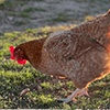Hampbar Chicken: A Complete Breed Guide | Chicken Fans