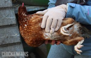 Lethargic Chickens: 14 Reasons Why Your Chicken Seems Depressed ...