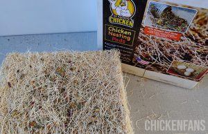 Chicken Nesting Box Pads: Best Buys and Types | Chicken Fans