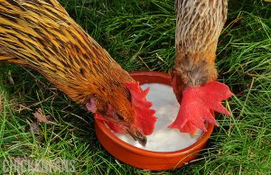 Probiotics for Chickens: Benefits, Types & Application (2024) | Chicken ...