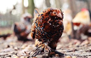 Bantam Chicken: A Guide To These Miniature Birds | Chicken Fans