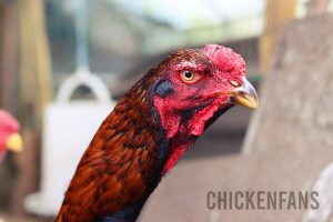 Malay Chickens - Majestic Giants | Chicken Fans