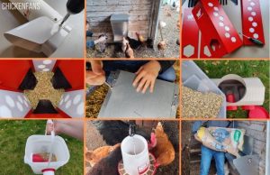 Best Chicken Feeders: From Budget to Best Buy (Real-Life Testing ...
