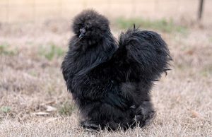 10 Beautiful Black Chicken Breeds (With Pictures) | Chicken Fans