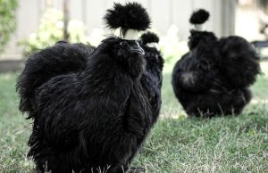 10 Most Fluffy And Adorable Chicken Breeds | Chicken Fans