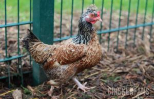 Top 15 Brown Chicken Breeds: All Beginner-Friendly | Chicken Fans