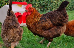 Marans Chicken: The Chocolate Egg Layer | Chicken Fans