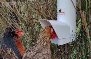 Best Chicken Feeders: From Budget to Best Buy (Real-Life Testing ...