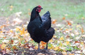 10 Beautiful Black Chicken Breeds (With Pictures) | Chicken Fans