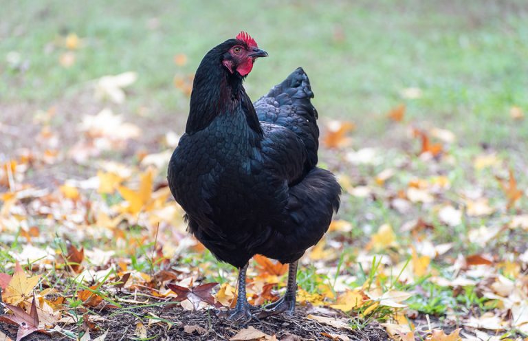 20 Amazing Giant Chicken Breeds | Chicken Fans