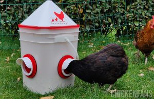 Best Chicken Feeders: From Budget to Best Buy (Real-Life Testing ...