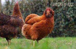 15 Chickens & Designer Breeds That Lay Blue Eggs | Chicken Fans