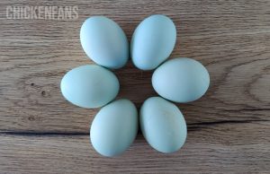 15 Chickens & Designer Breeds That Lay Blue Eggs | Chicken Fans