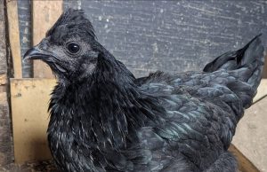 Fibro Easter Egger: Black Chicken Breed With Colored Eggs | Chicken Fans