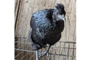 Fibro Easter Egger: Black Chicken Breed With Colored Eggs | Chicken Fans