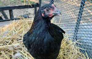 Midnight Majesty Marans: Unique Extra-Dark Eggs | Chicken Fans