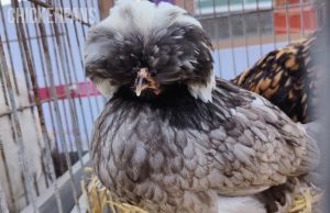 10 Fancy Chickens That Go Viral On Social Media | Chicken Fans