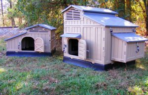 350+ Clever Chicken Coop Names for Every Coop On the Planet | Chicken Fans