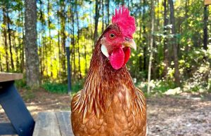 Starlight Green Egger: Complete Breed Guide | Chicken Fans