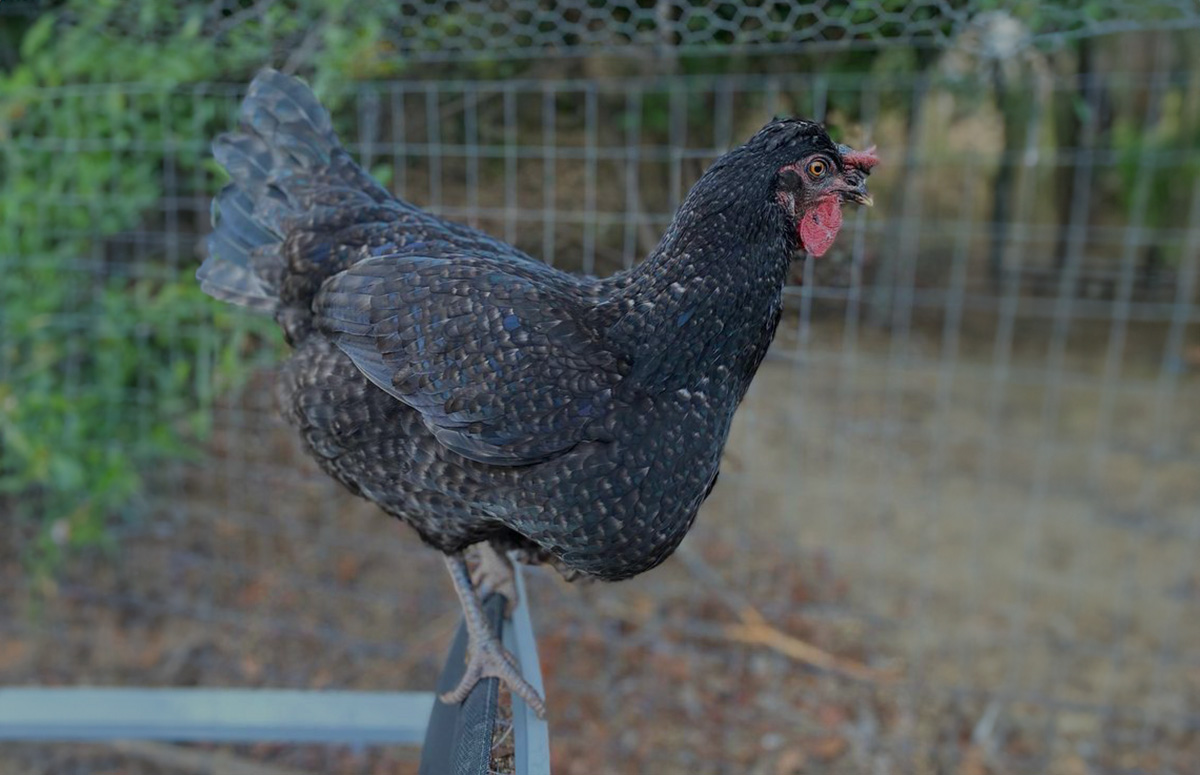 Fibro Easter Egger: Black Chicken Breed With Colored Eggs | Chicken Fans