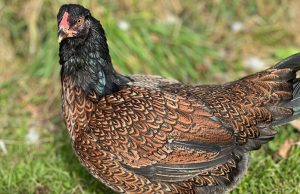 Breeds | Chicken Fans