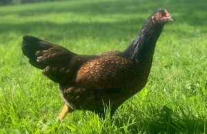 Cornish Chicken (Indian Game): Raising Tips and Care | Chicken Fans