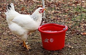 Delaware Chicken: From Broiler To Backyard Favorite | Chicken Fans