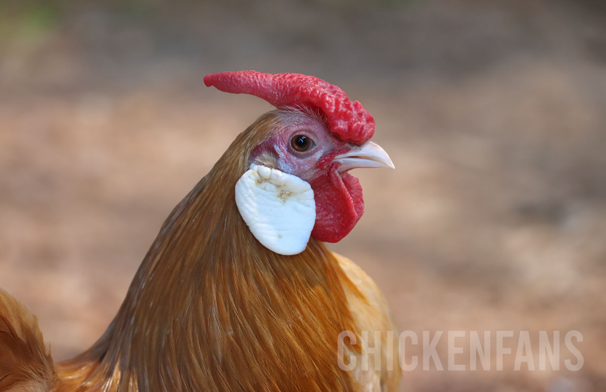 Rosecomb Bantam: Tiny Chickens, Big Style | Chicken Fans